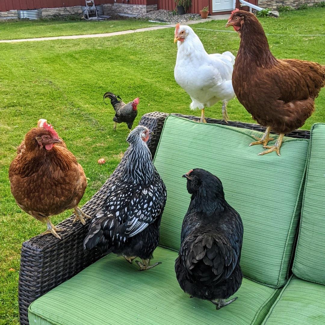 Chicken Butt Microsanctuary | GiveMN