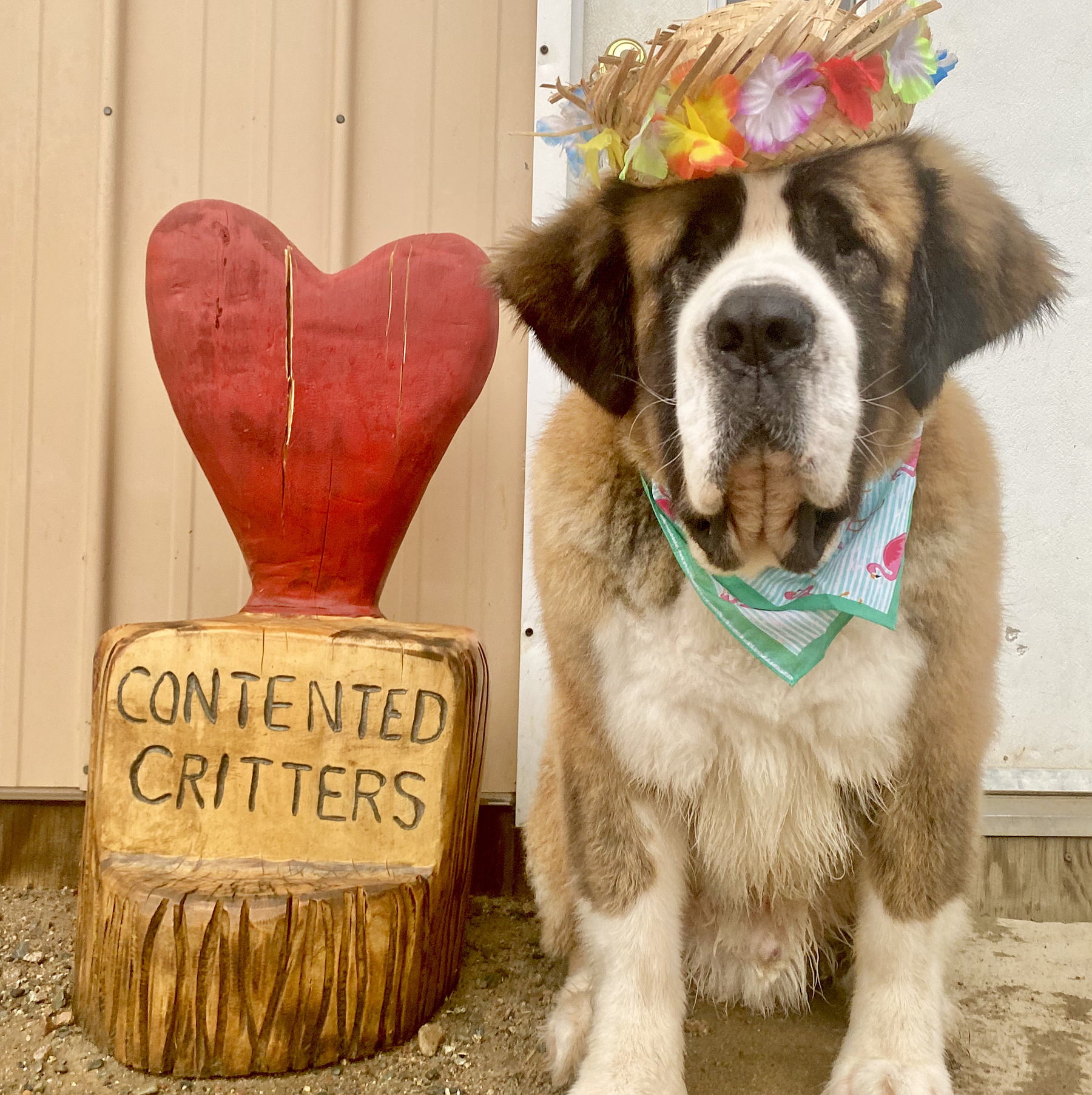 Contented Critters | GiveMN