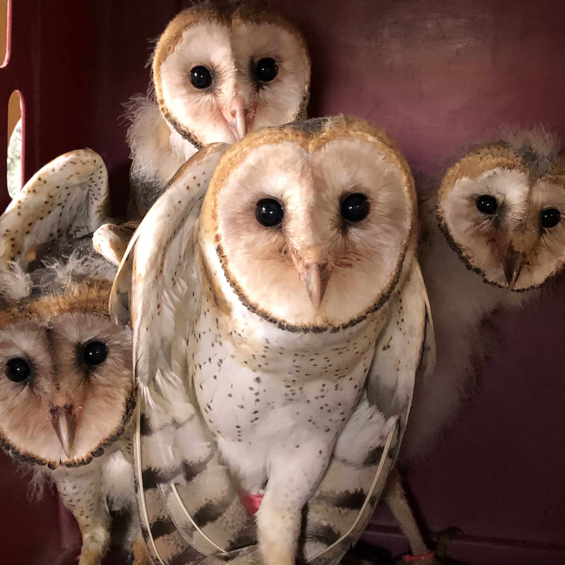 RAPTOR REHABILITATION OF KENTUCKY INC (RROKI) | Give for Good Louisville