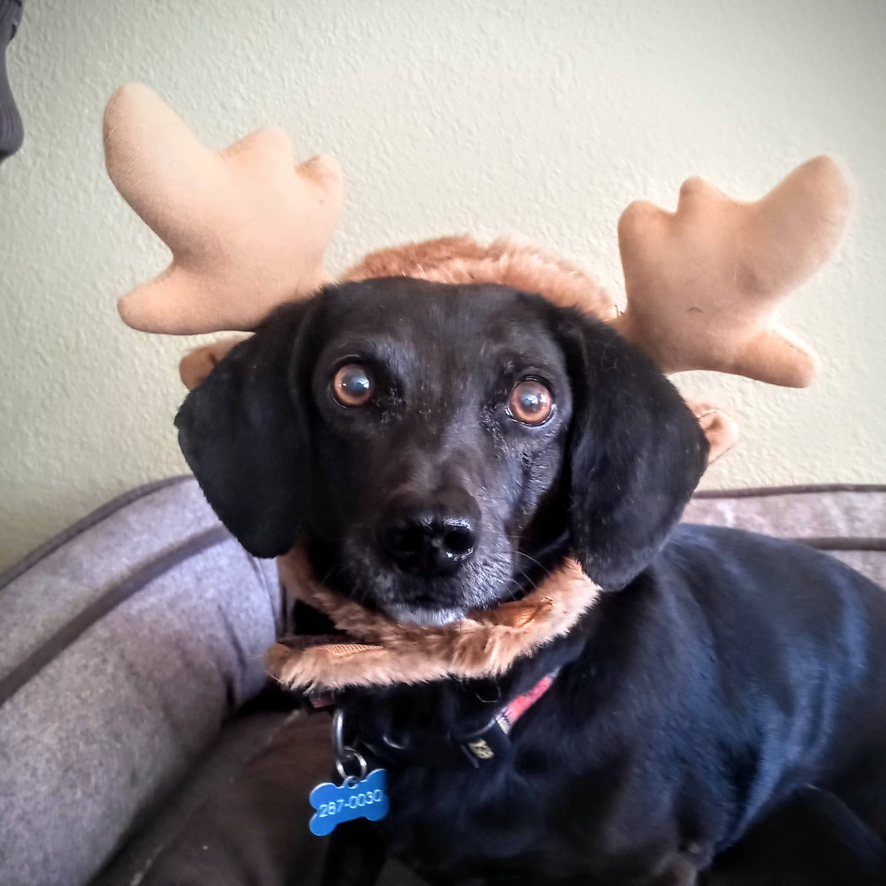 Old Mutt Hut | ColoradoGives.org