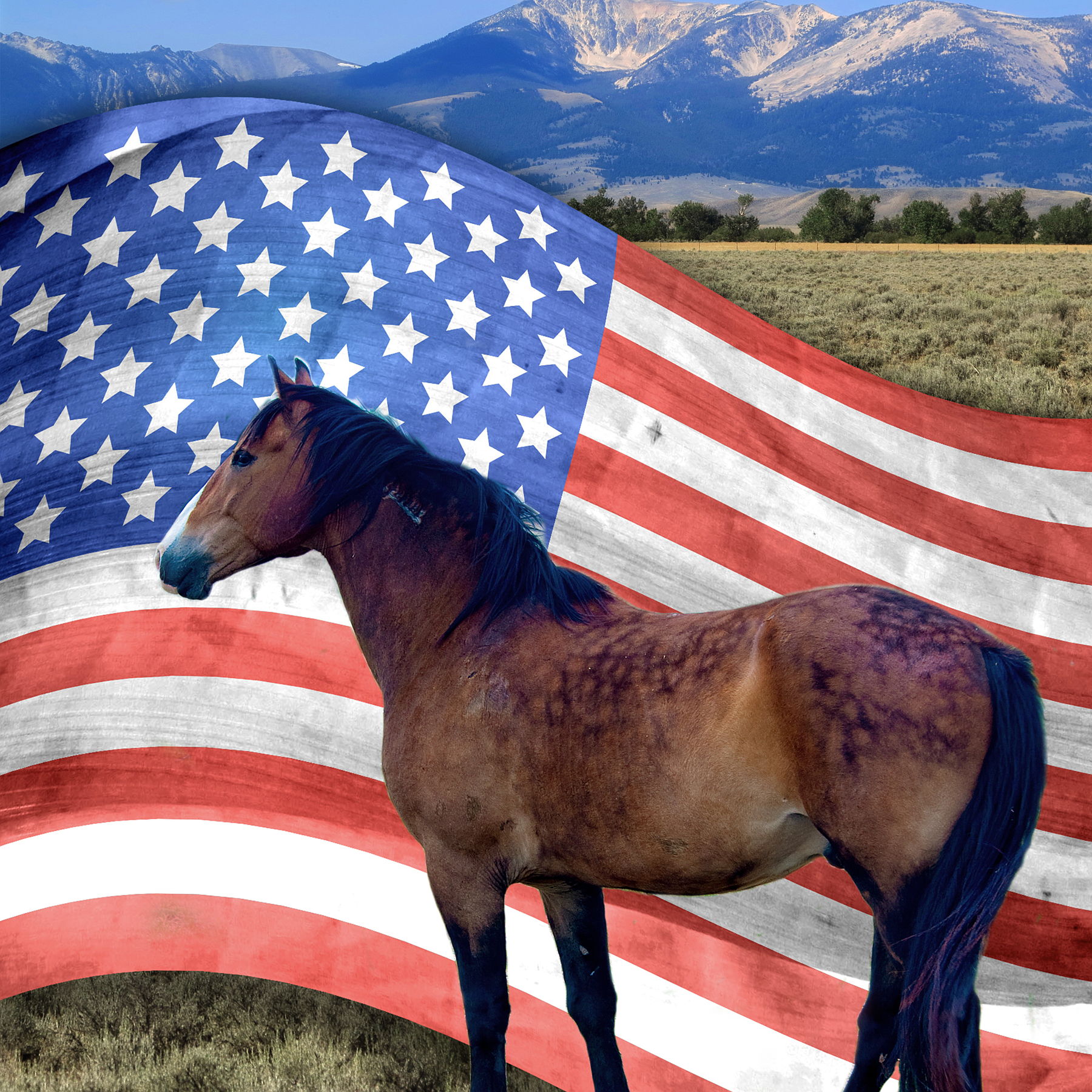 Front Range Equine Rescue | GiveMN