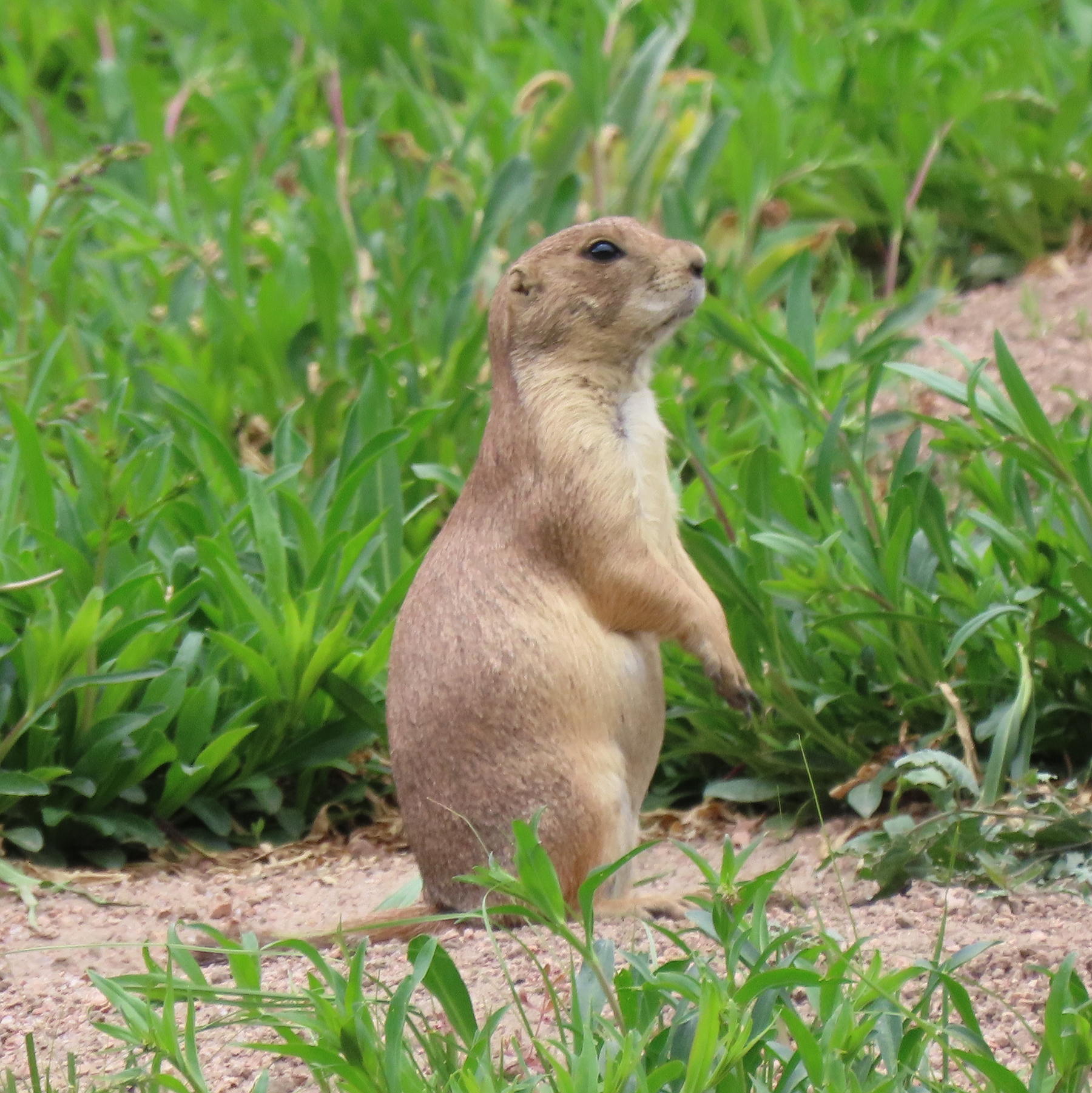 Prairie Protection | ColoradoGives.org