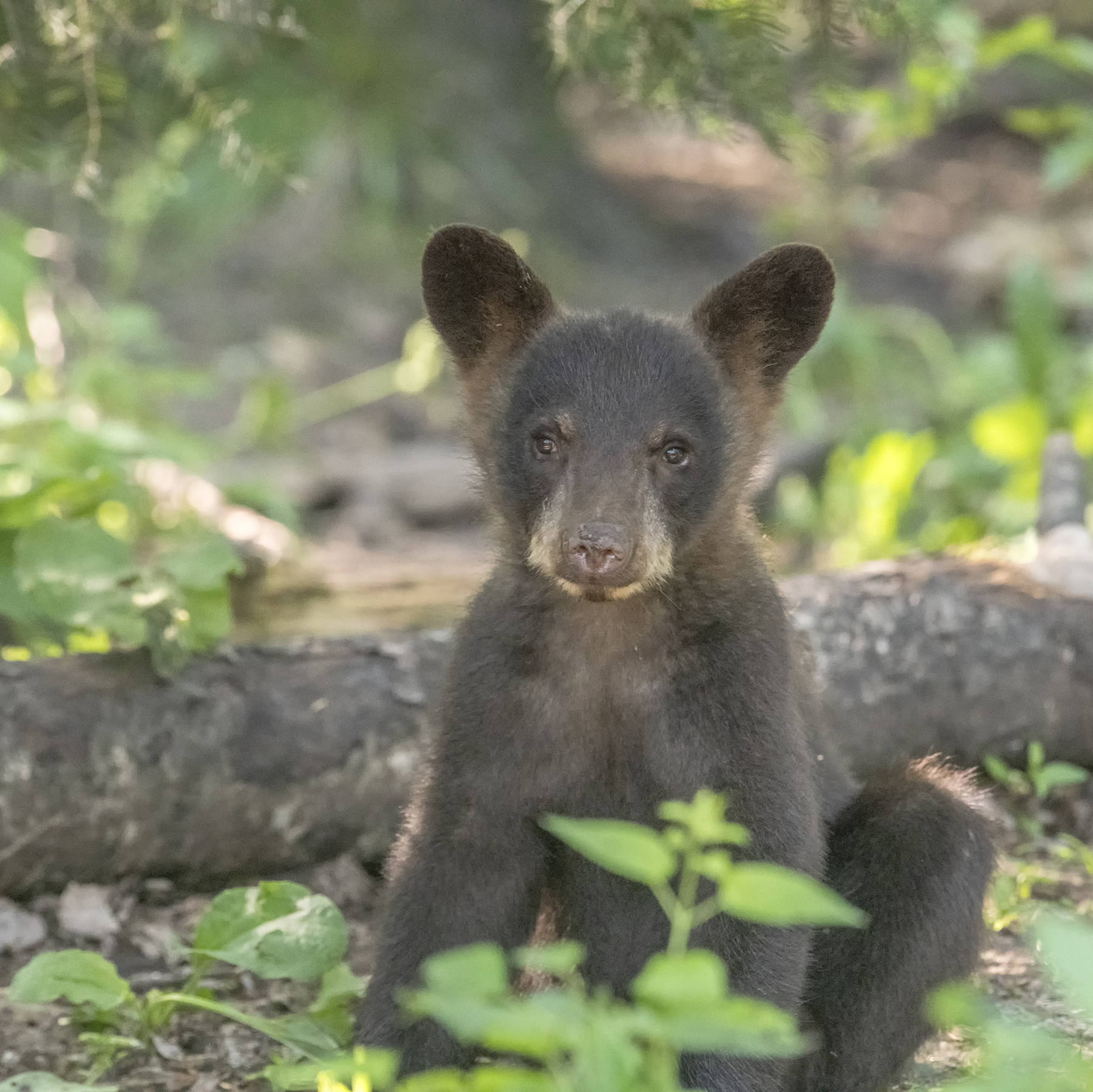 The American Bear Association/ Vince Shute Sanct. | GiveMN
