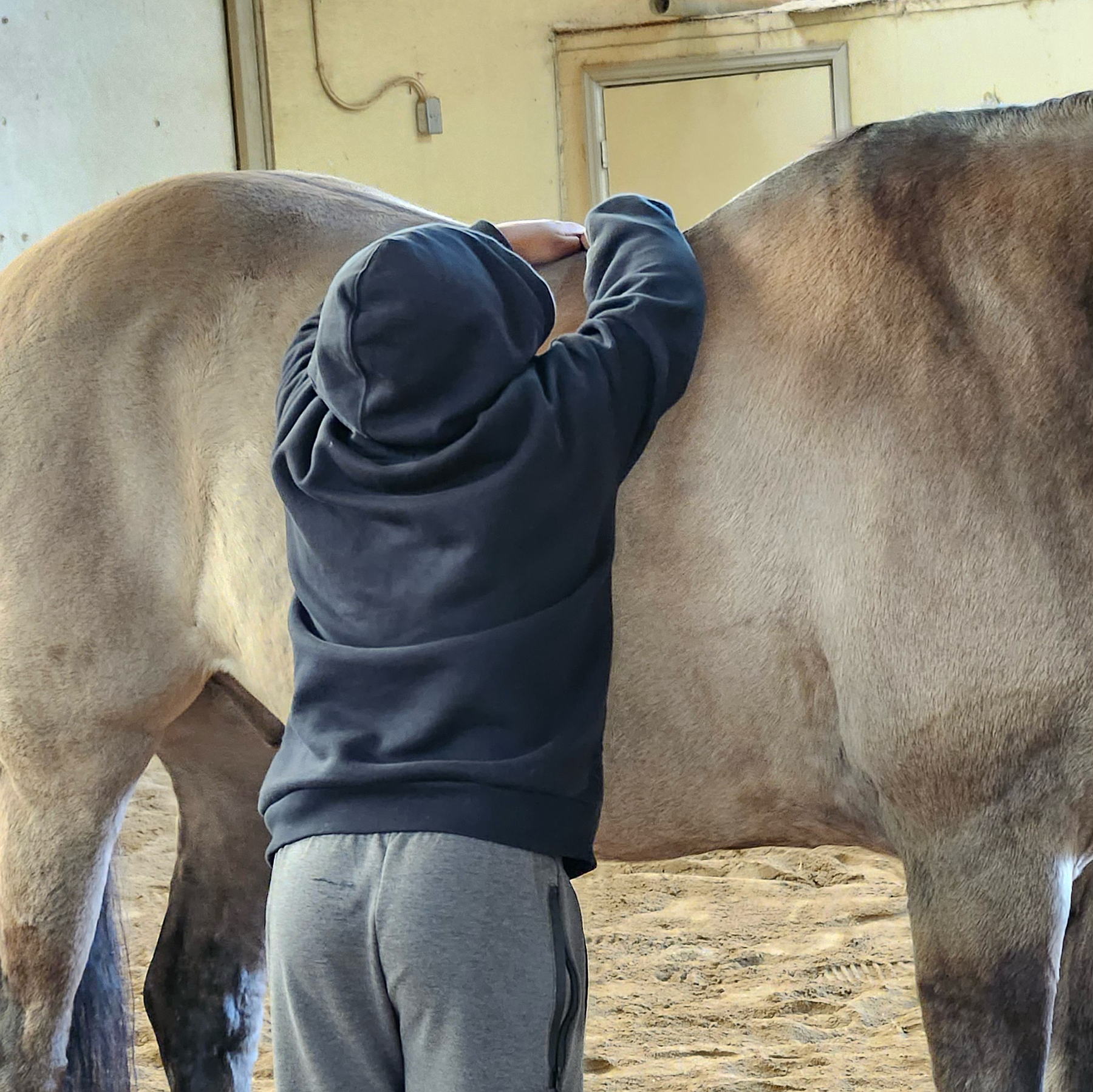 Rocky Mountain Equi-Rhythm-Horses Balancing Hearts | ColoradoGives.org