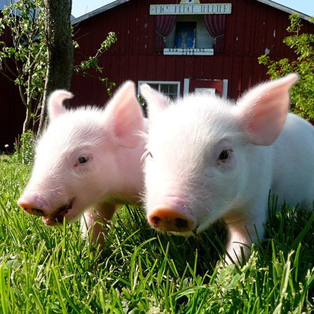 Pigs Peace Sanctuary | Washington Gives