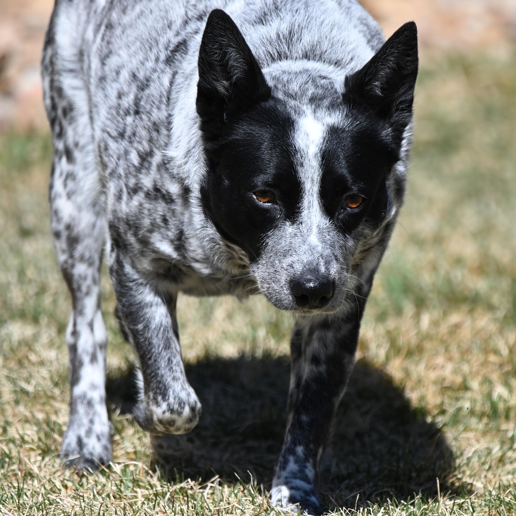 New Hope Cattle Dogs Rescue & Rehoming | ColoradoGives.org