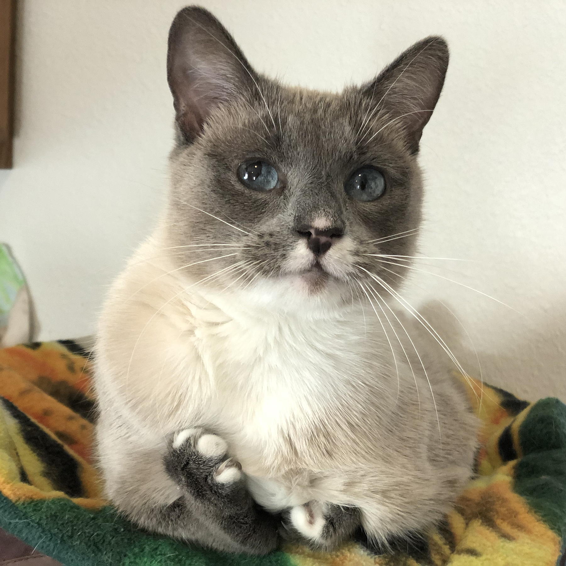 Blind Hope Cat Sanctuary | NWA Gives