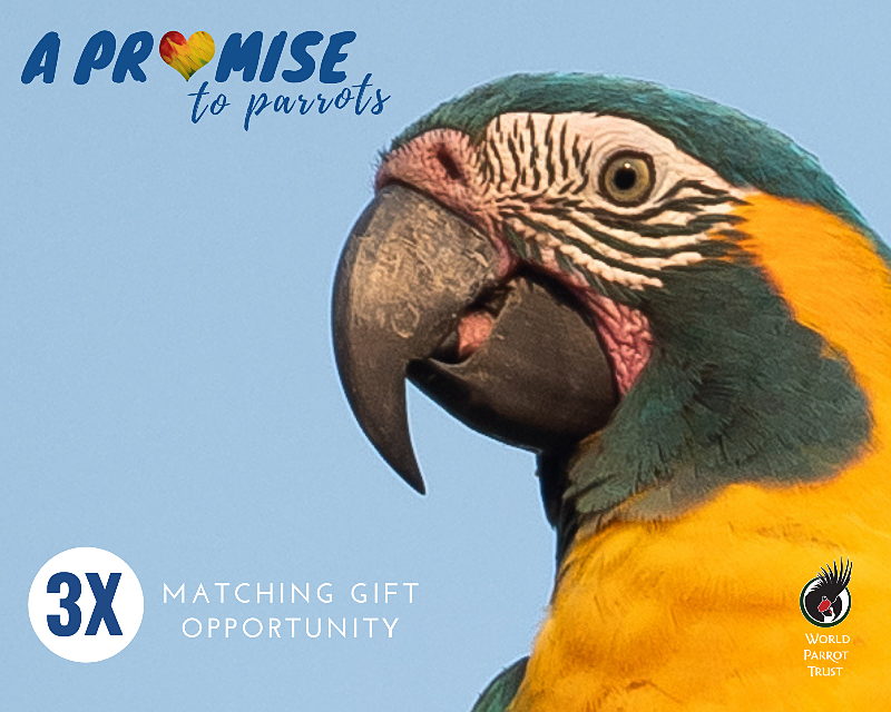 A Promise to Parrots | Giving Tuesday