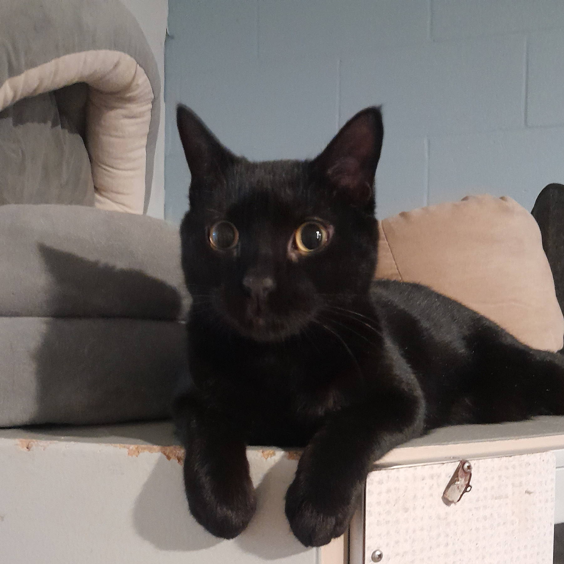 Pound Pets Team Black Cats | Shelter Slumber Pawty