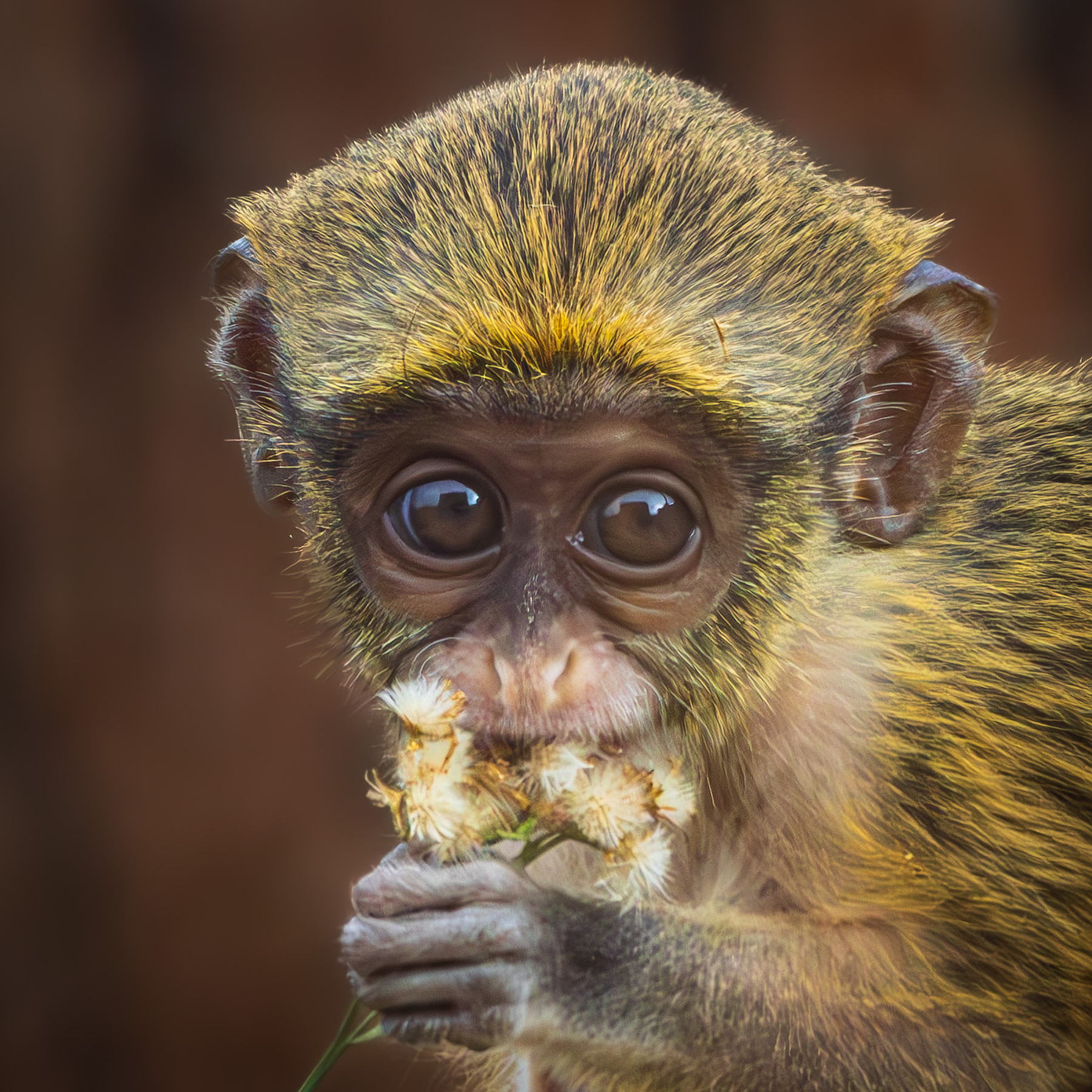 Team De Brazza! | ColoradoGives.org